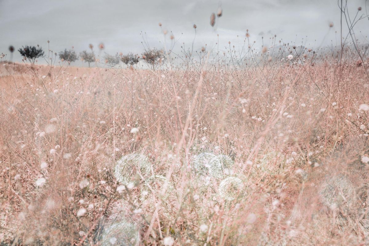 Expressionist Photography by Valda Bailey